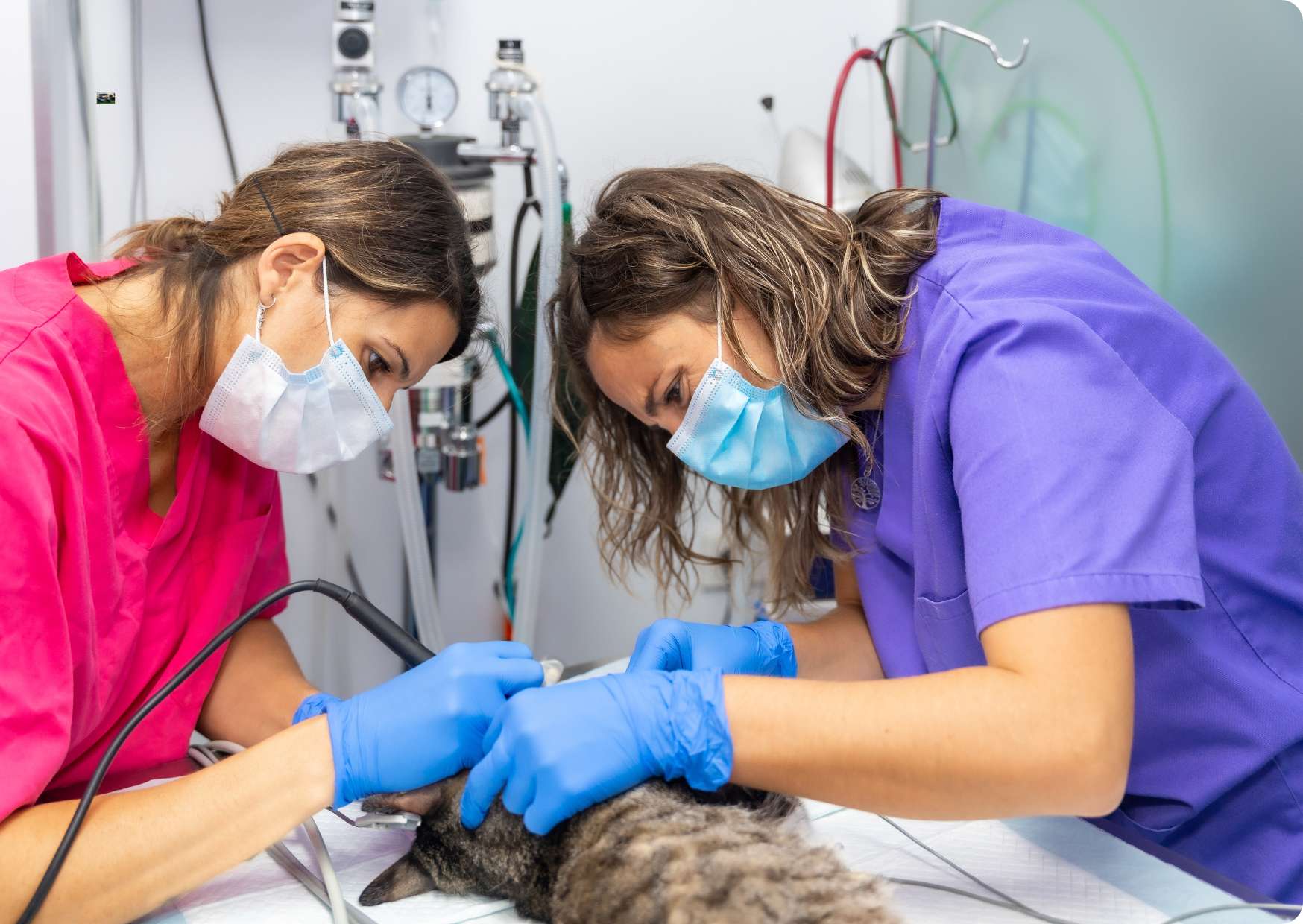 Veterinary Assistant Training Program - Skill Path